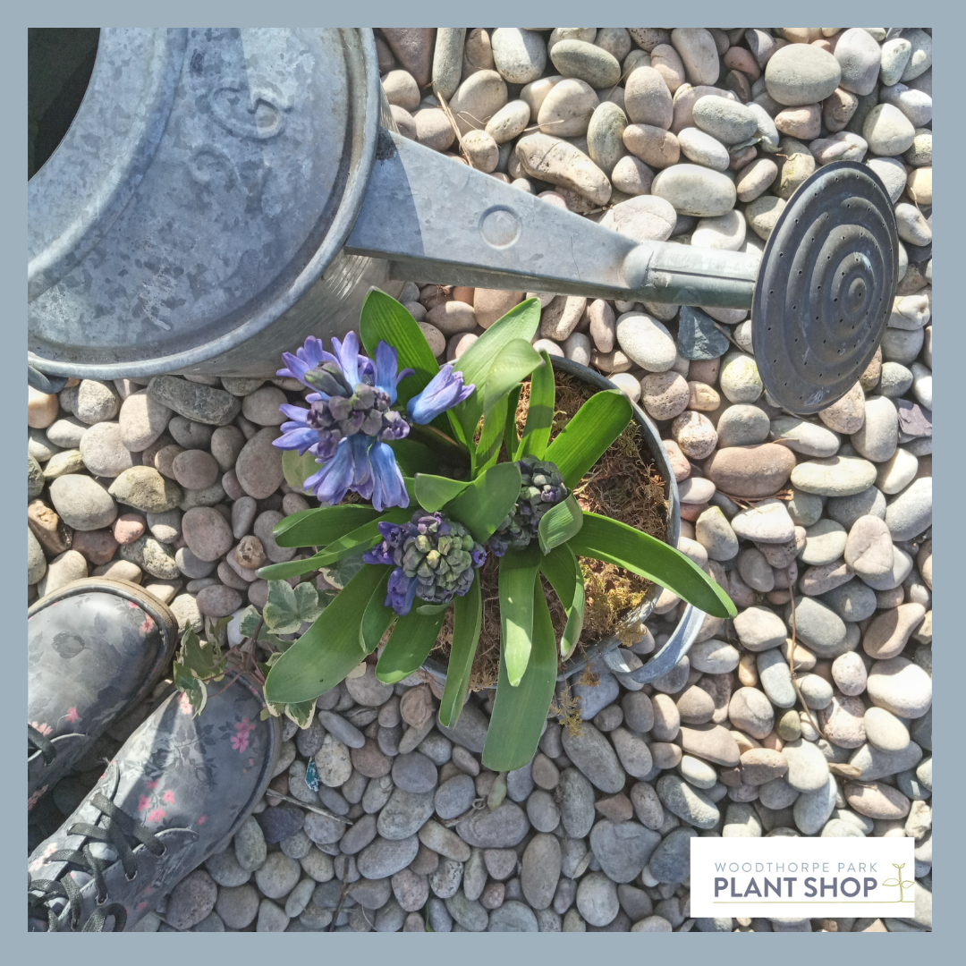 10 spring gardening jobs to do right now – Woodthorpe Park Plant Nursery